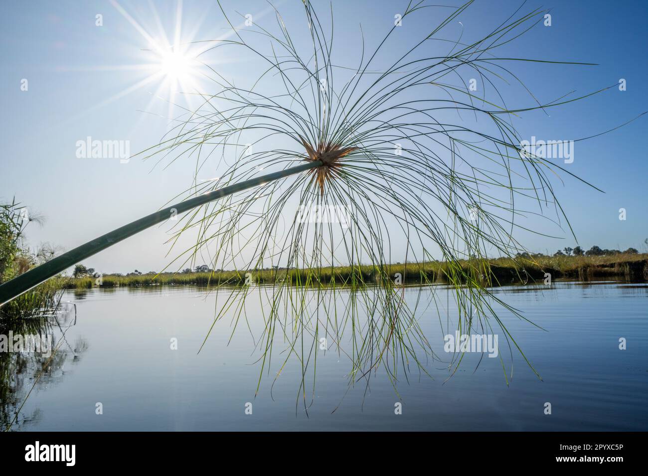 Cyperus papyrus africa hi-res stock photography and images - Alamy