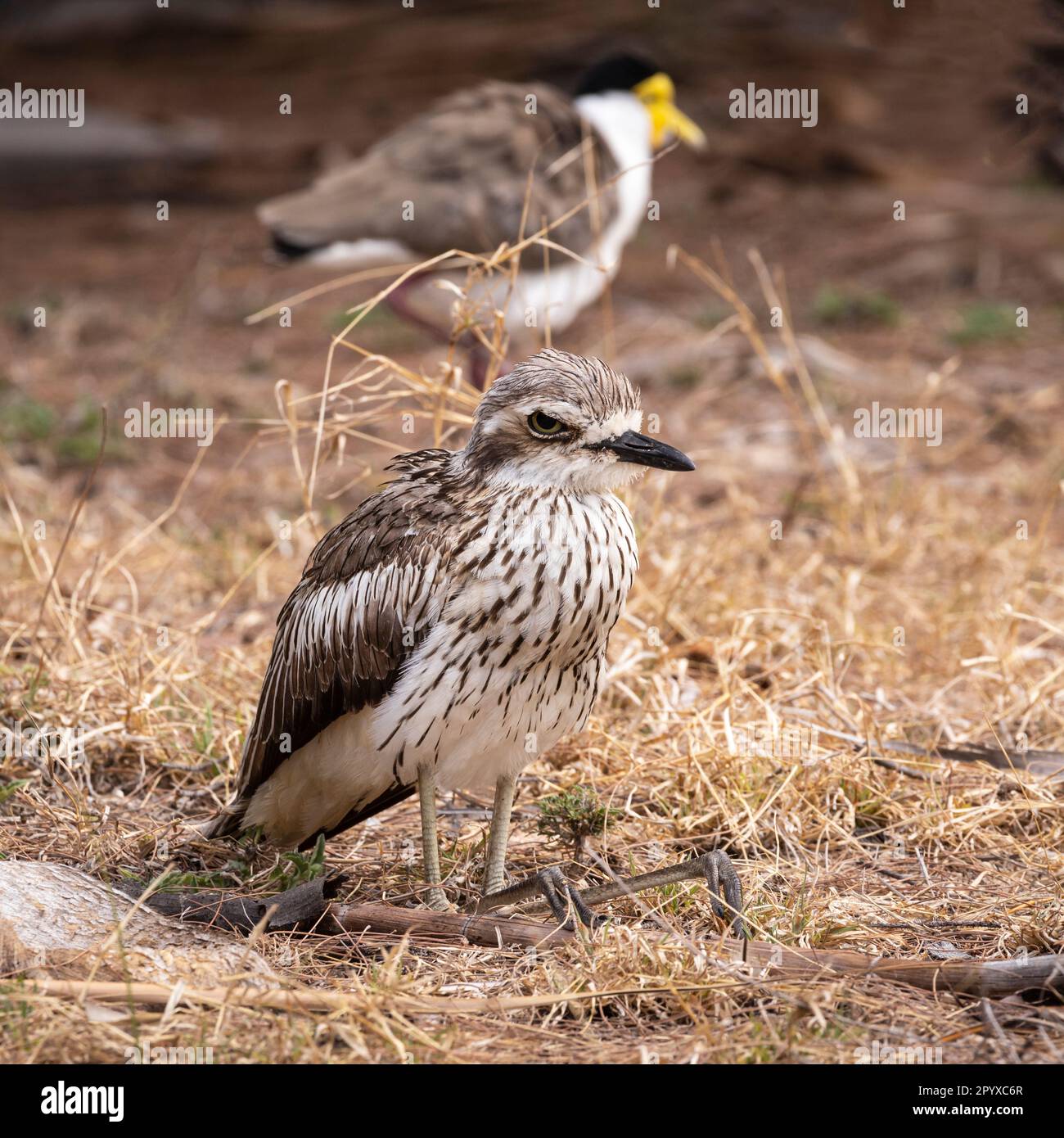 A Bush Stone Curlew on Magnetic Island near Townsville in Far North ...