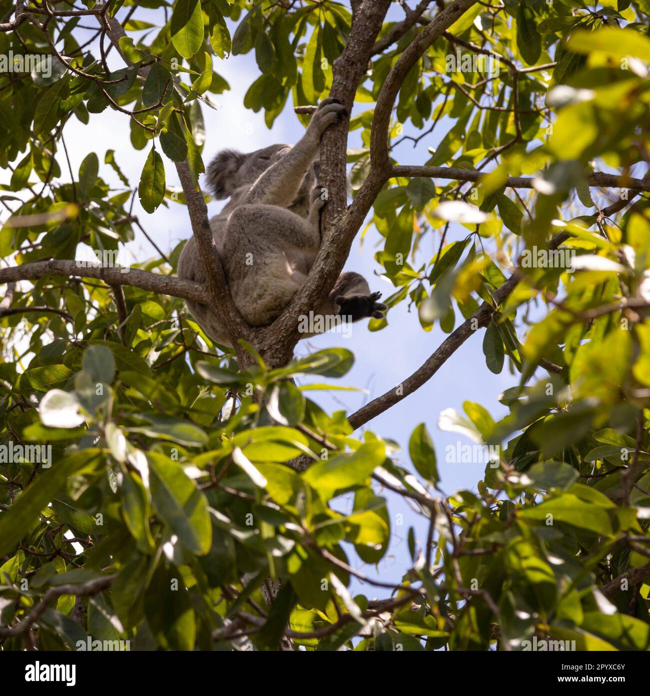 A koala in tree on forts walk on Magnetic Island near Townsville in Far ...