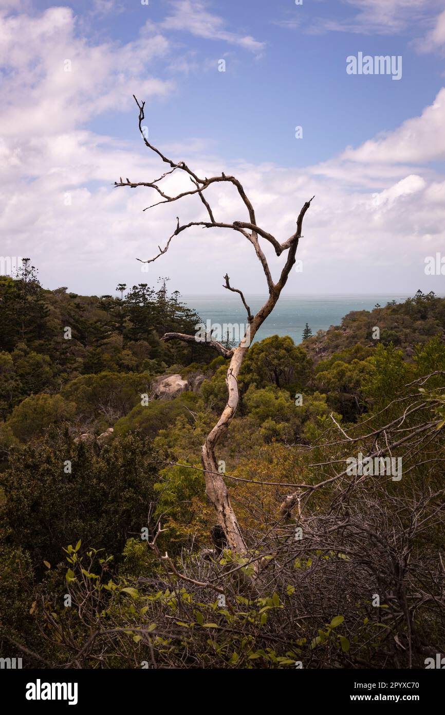 A bushland of trees on Magnetic Island near Townsville in Far North ...