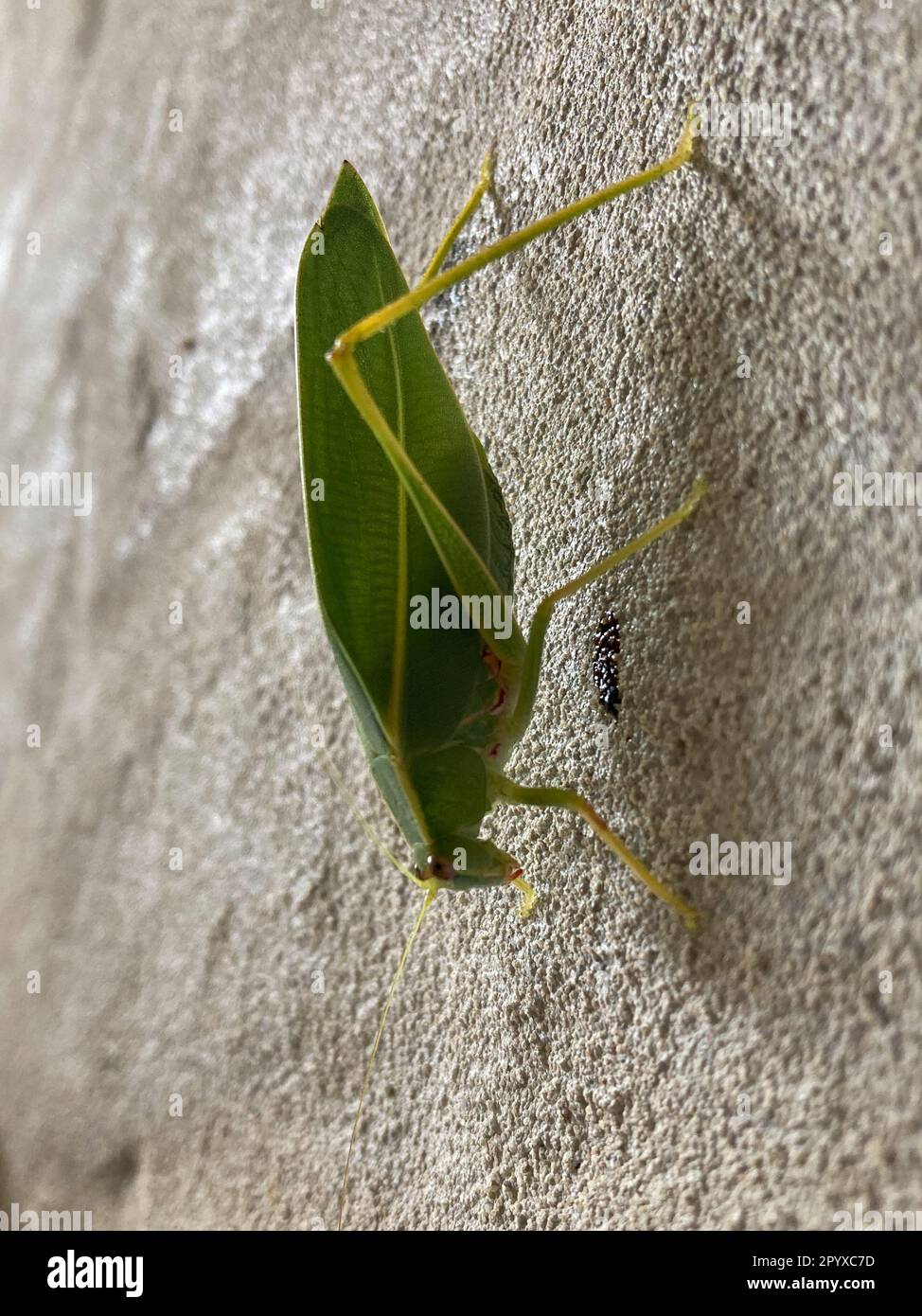 A leaf bug on Magnetic Island near Townsville in Far North Queensland ...