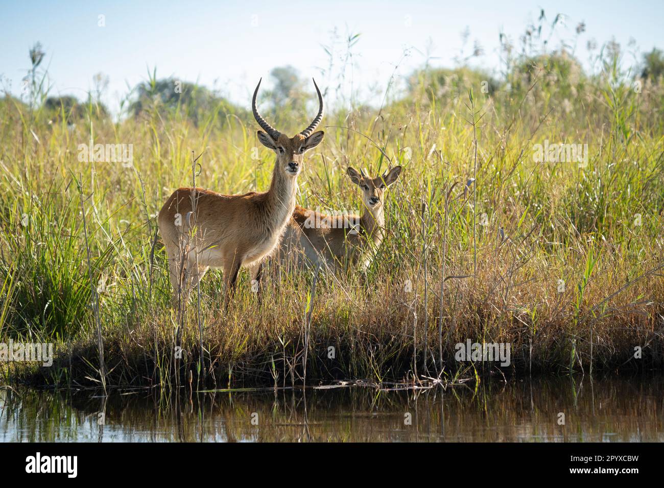 Portrait red lechwe kobus hi-res stock photography and images - Alamy
