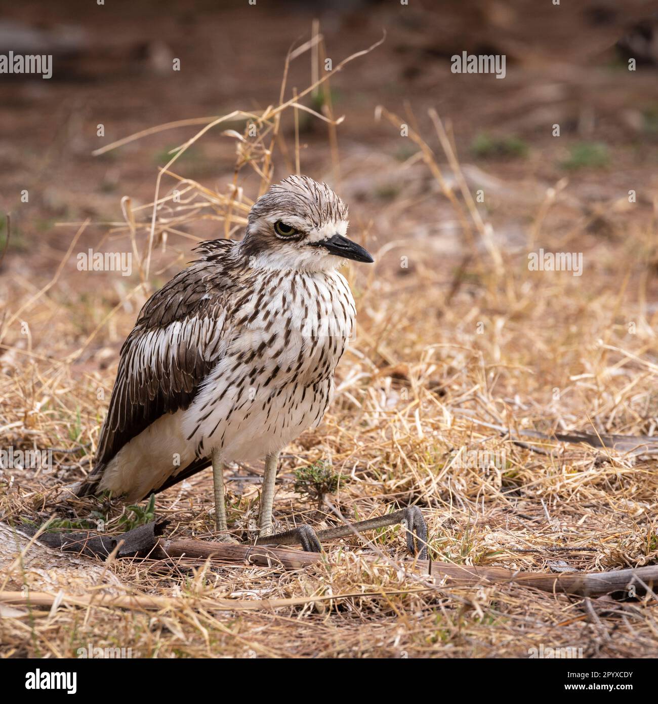 A Bush Stone Curlew on Magnetic Island near Townsville in Far North ...