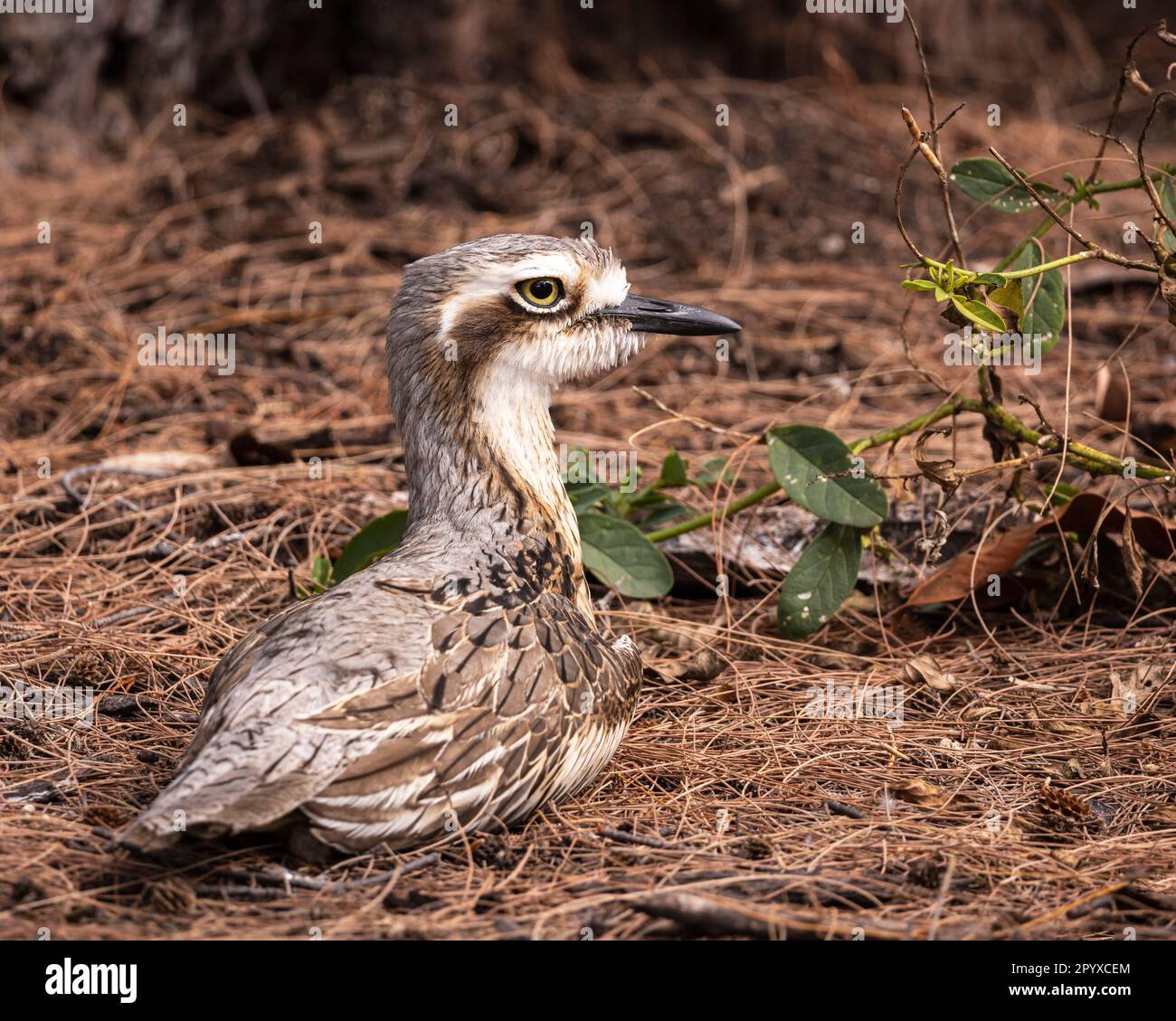 A Bush Stone Curlew on Magnetic Island near Townsville in Far North ...