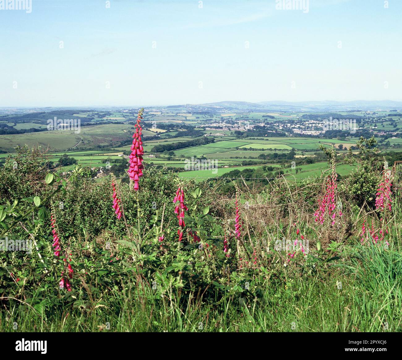 English countryside flowers hi-res stock photography and images - Alamy