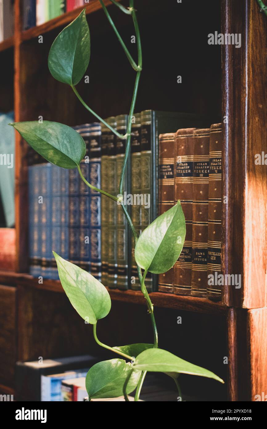Book library and green leaves of Pothos plantdevil's ivy Stock Photo ...