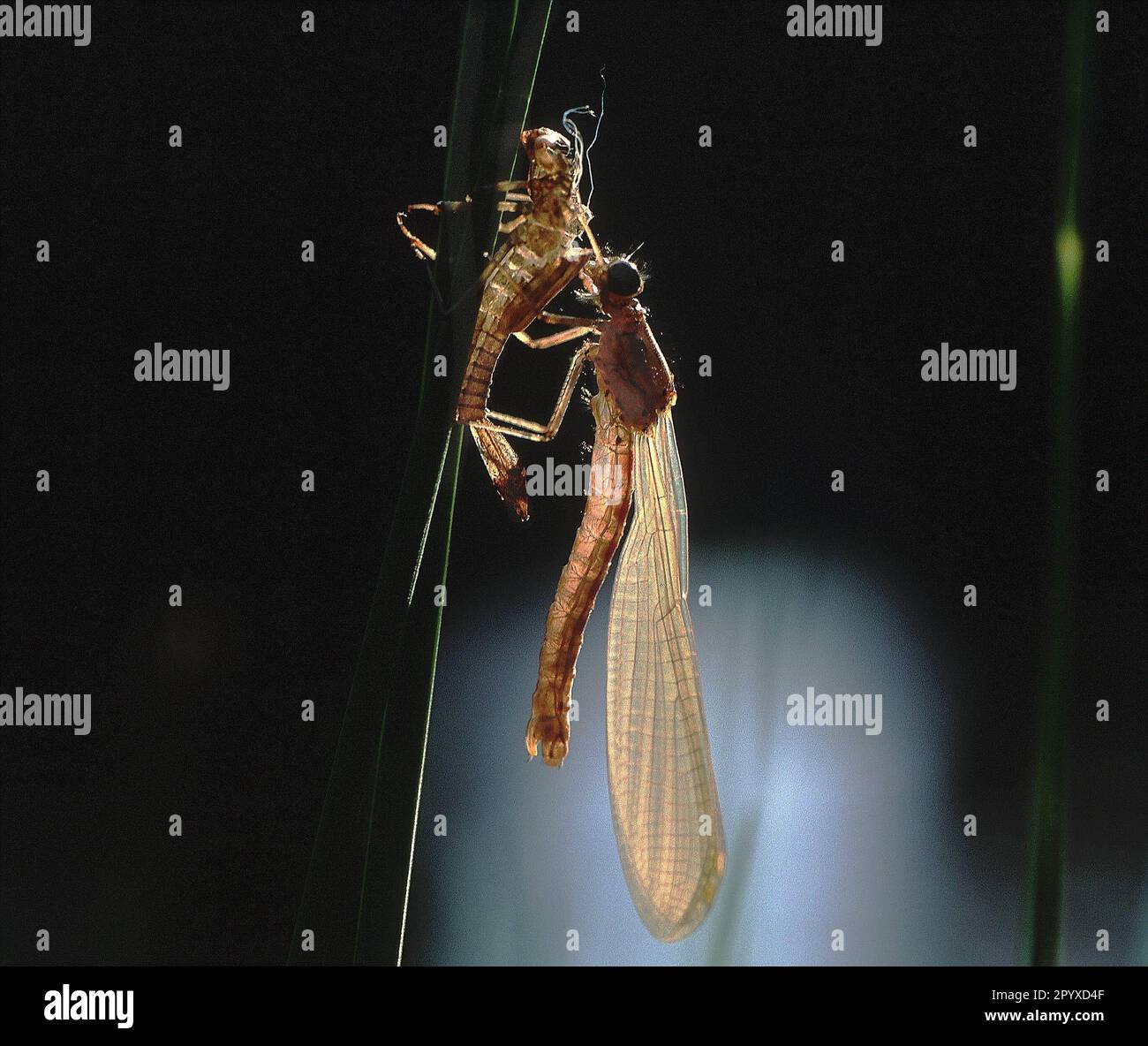 Hatching dragonfly [automated translation] Stock Photo - Alamy