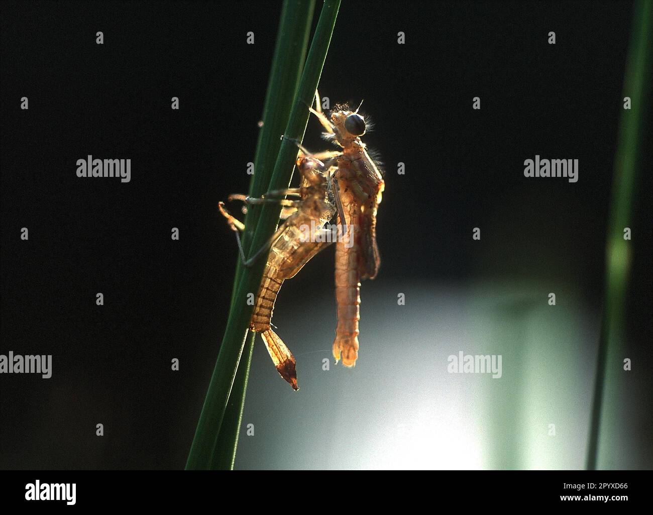 Hatching dragonfly. [automated translation] Stock Photo - Alamy