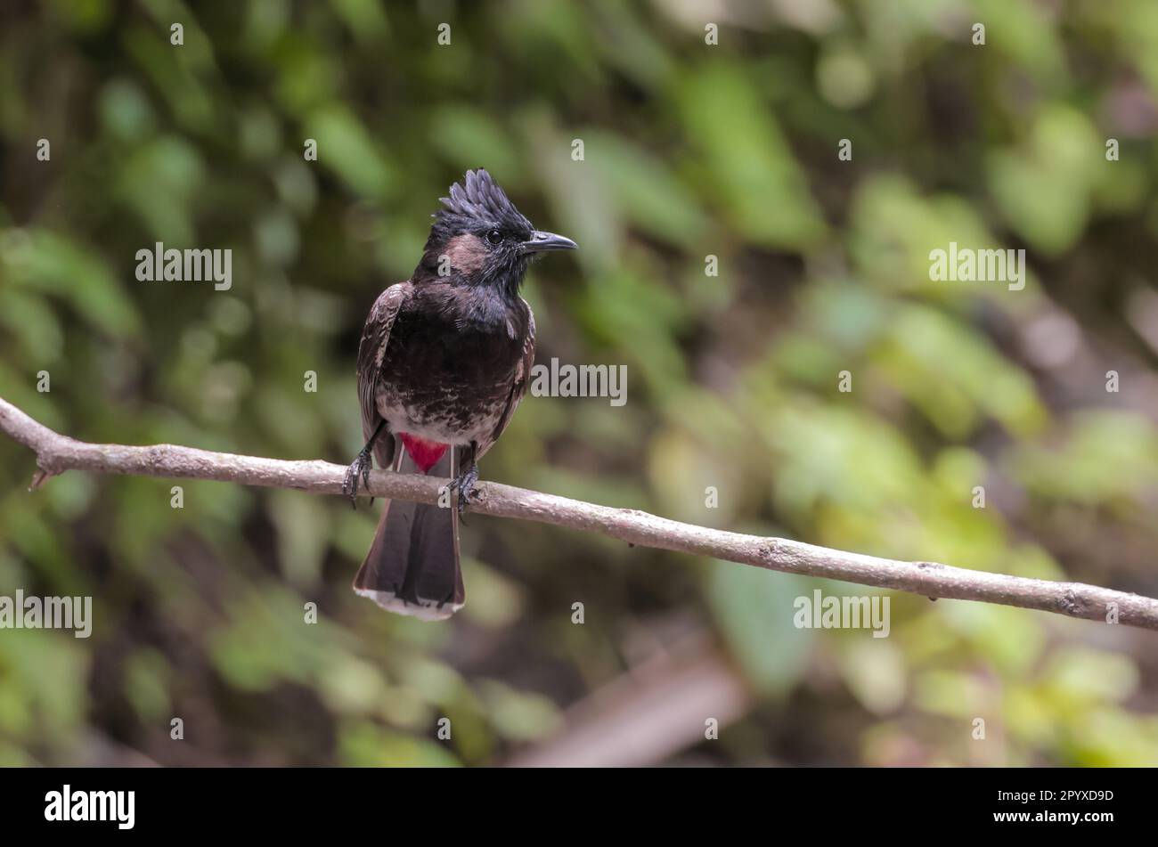 red-vented bulbul is a member of the bulbul family of passerines. It is ...