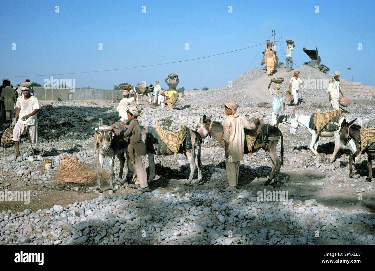 Workers, including children, transport stones with donkeys to be ...