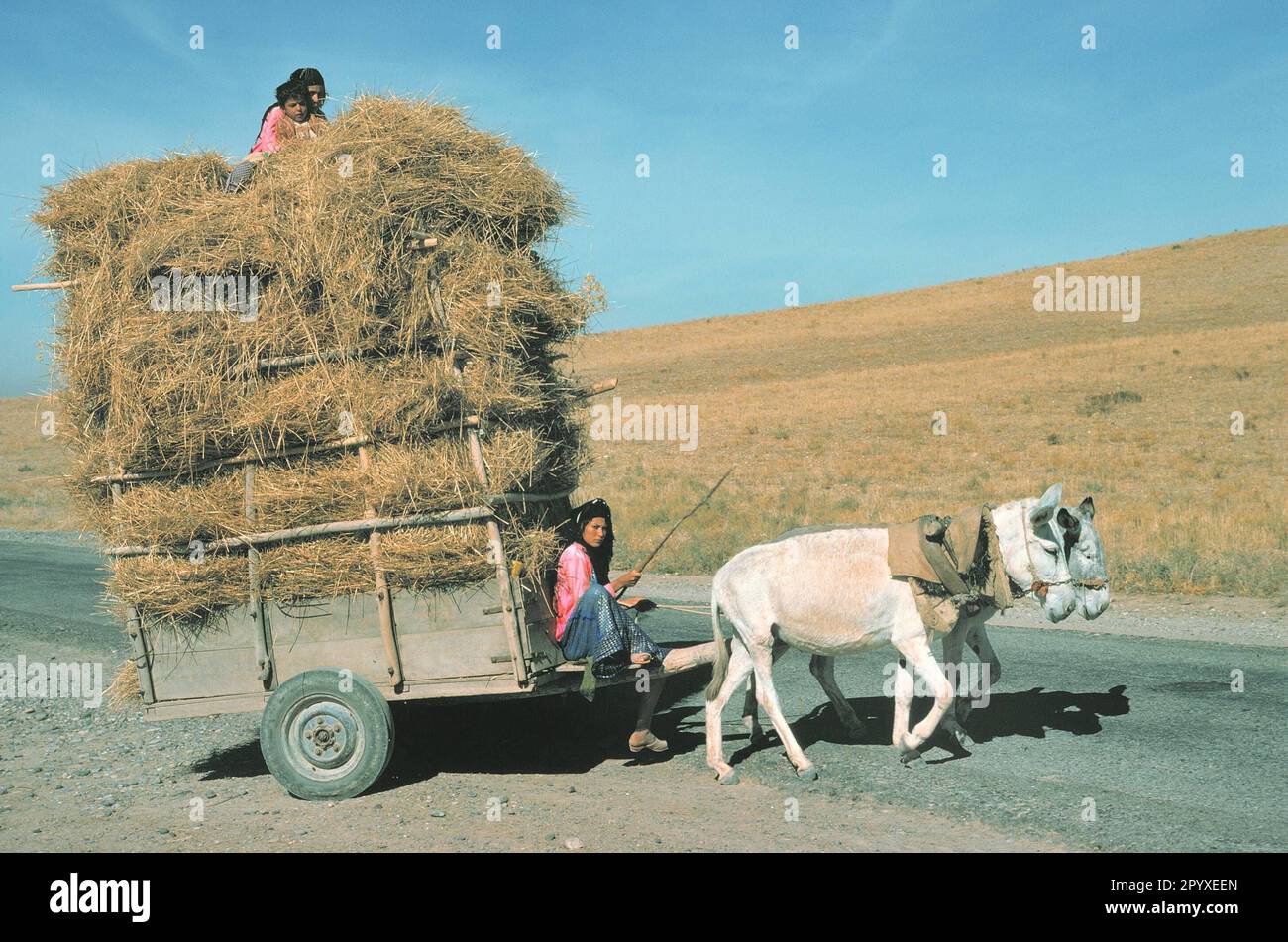 Mules pull carts with straw Stock Photo - Alamy