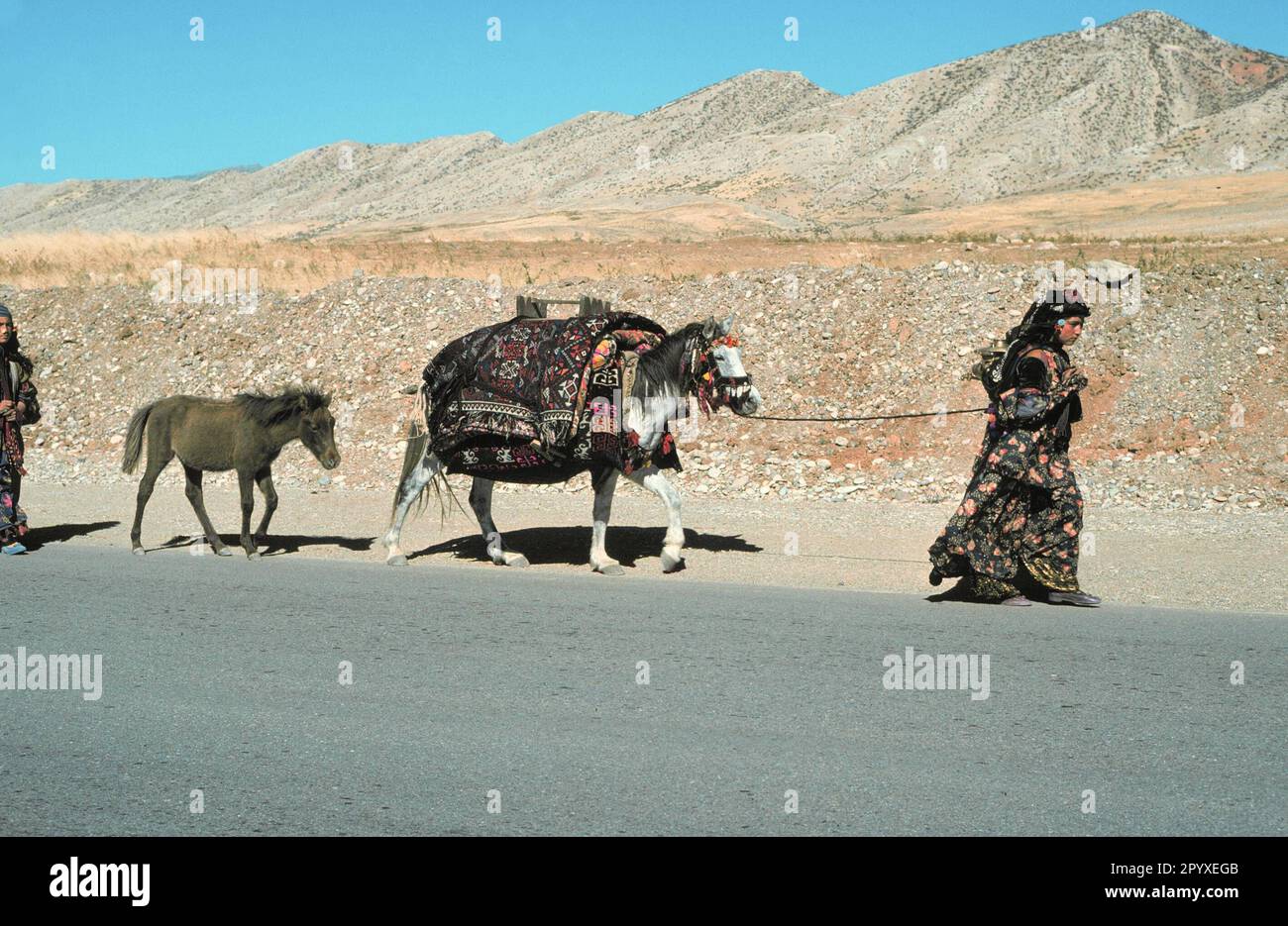 In the south of Iraq, nomad women are on their way to new pastures ...