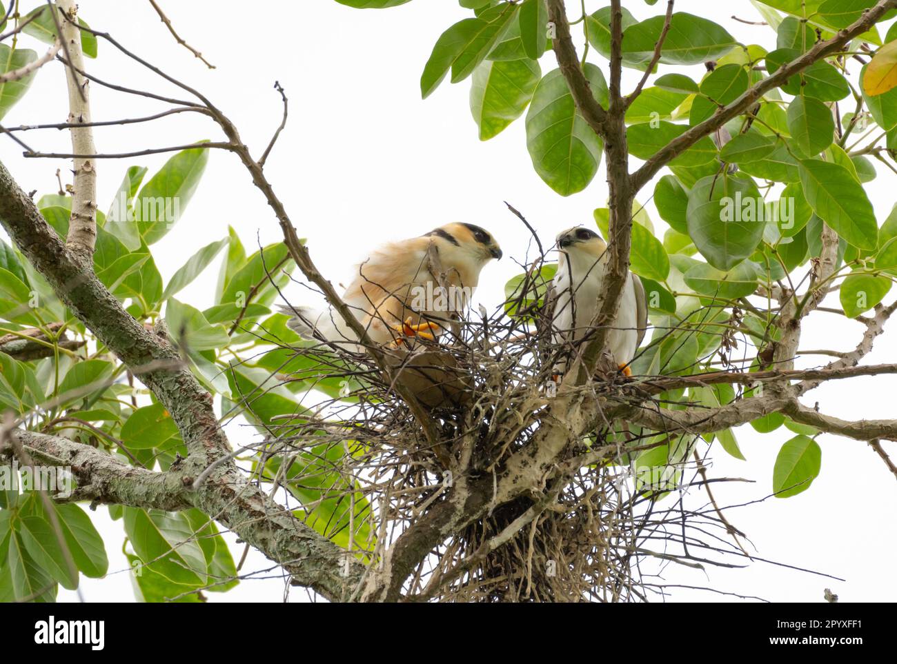 A Pearl Kite, Gampsonyx swainsonii, returning to a bird nest with food ...