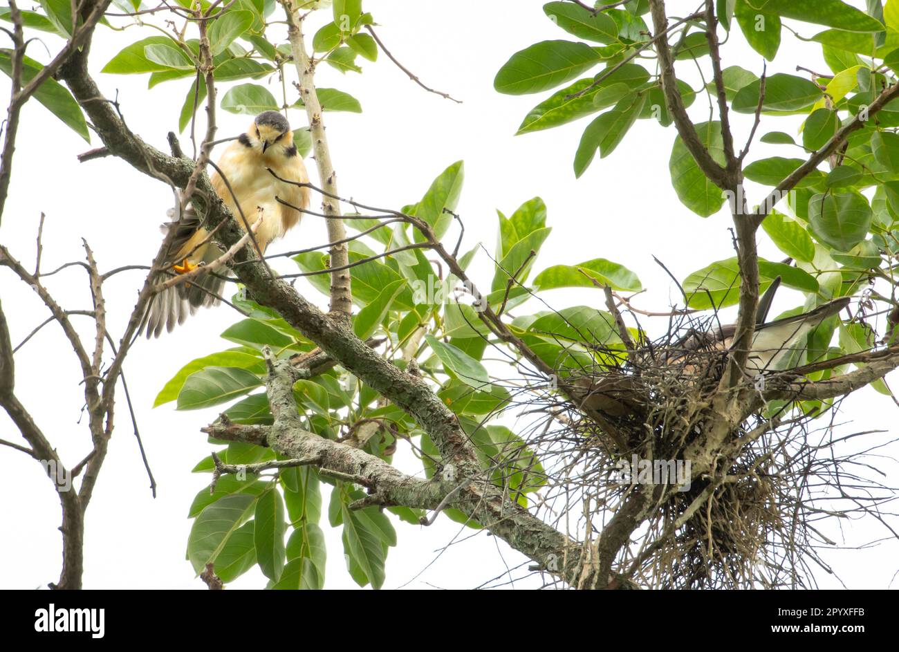 Baby raptor hi-res stock photography and images - Alamy