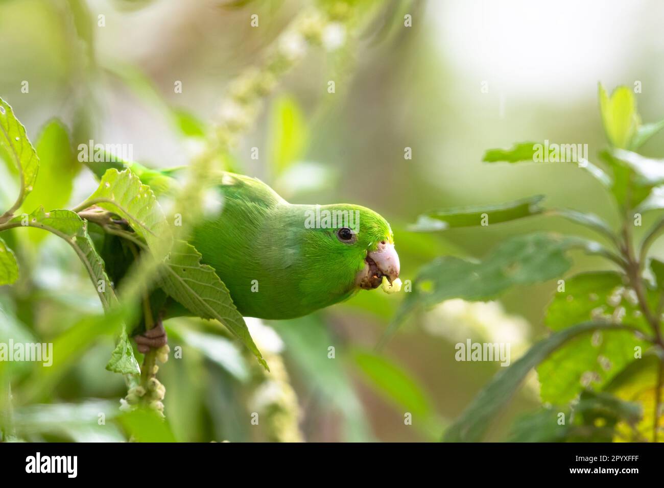 Green parakeet, the Green-rumped Parrotlet, with a seed in its beak ...