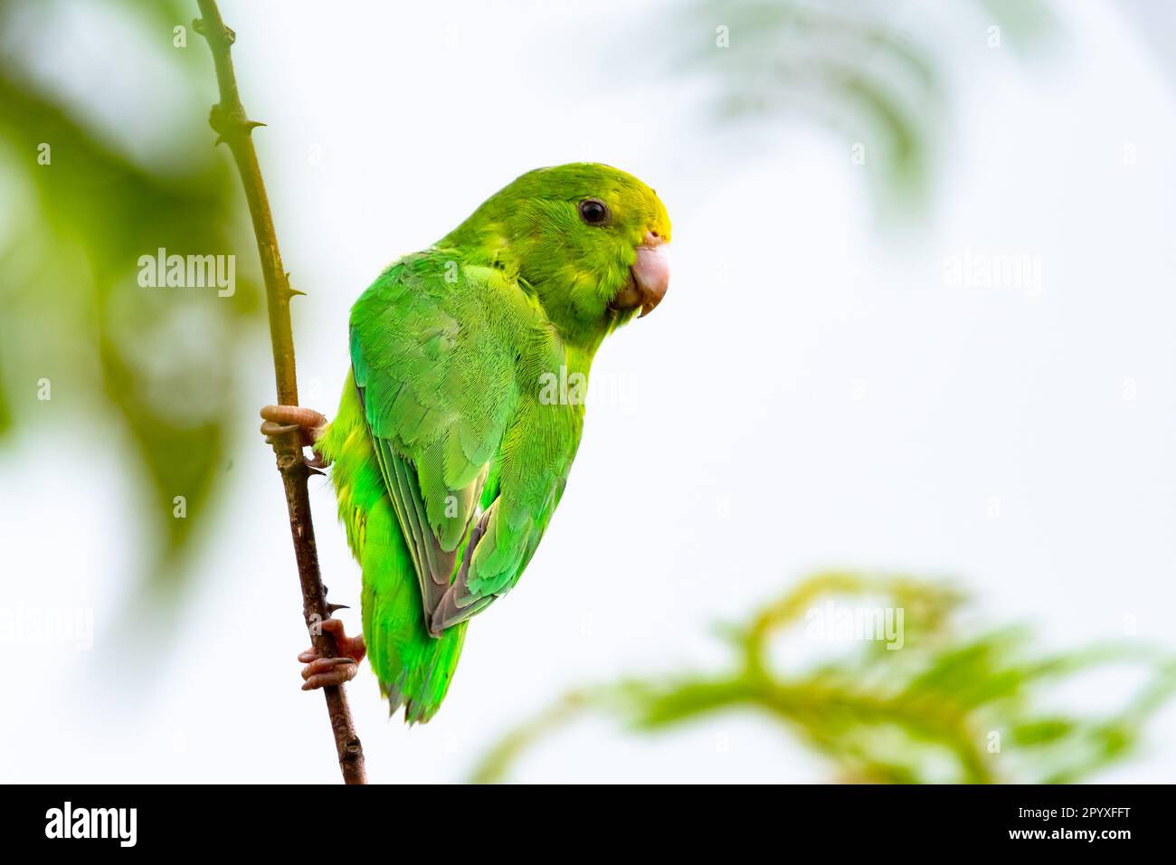 Green parakeet hi-res stock photography and images - Alamy