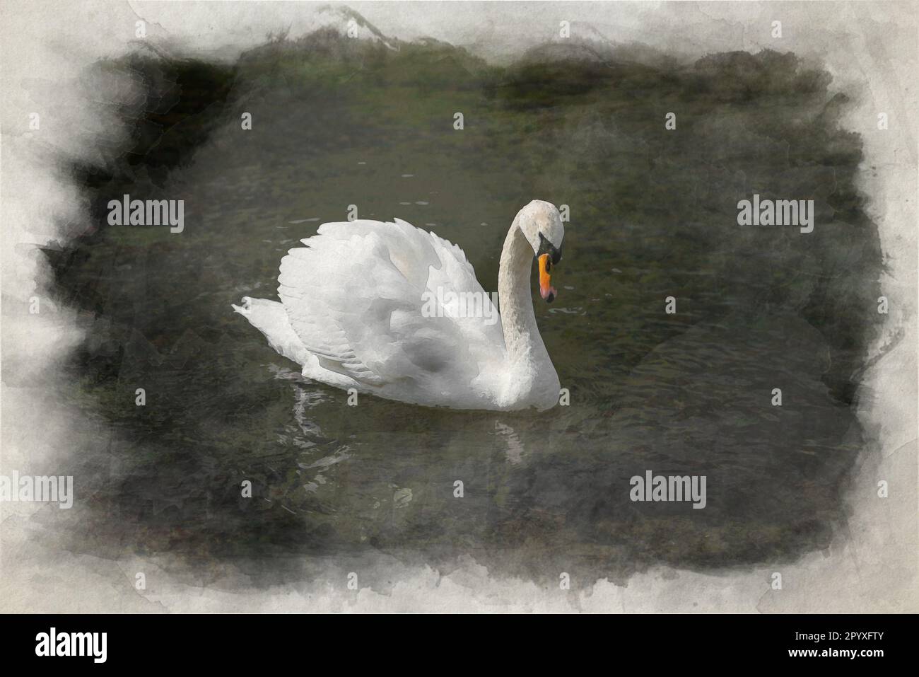 A digital watercolour painting of a single isolated white Swan swimming ...