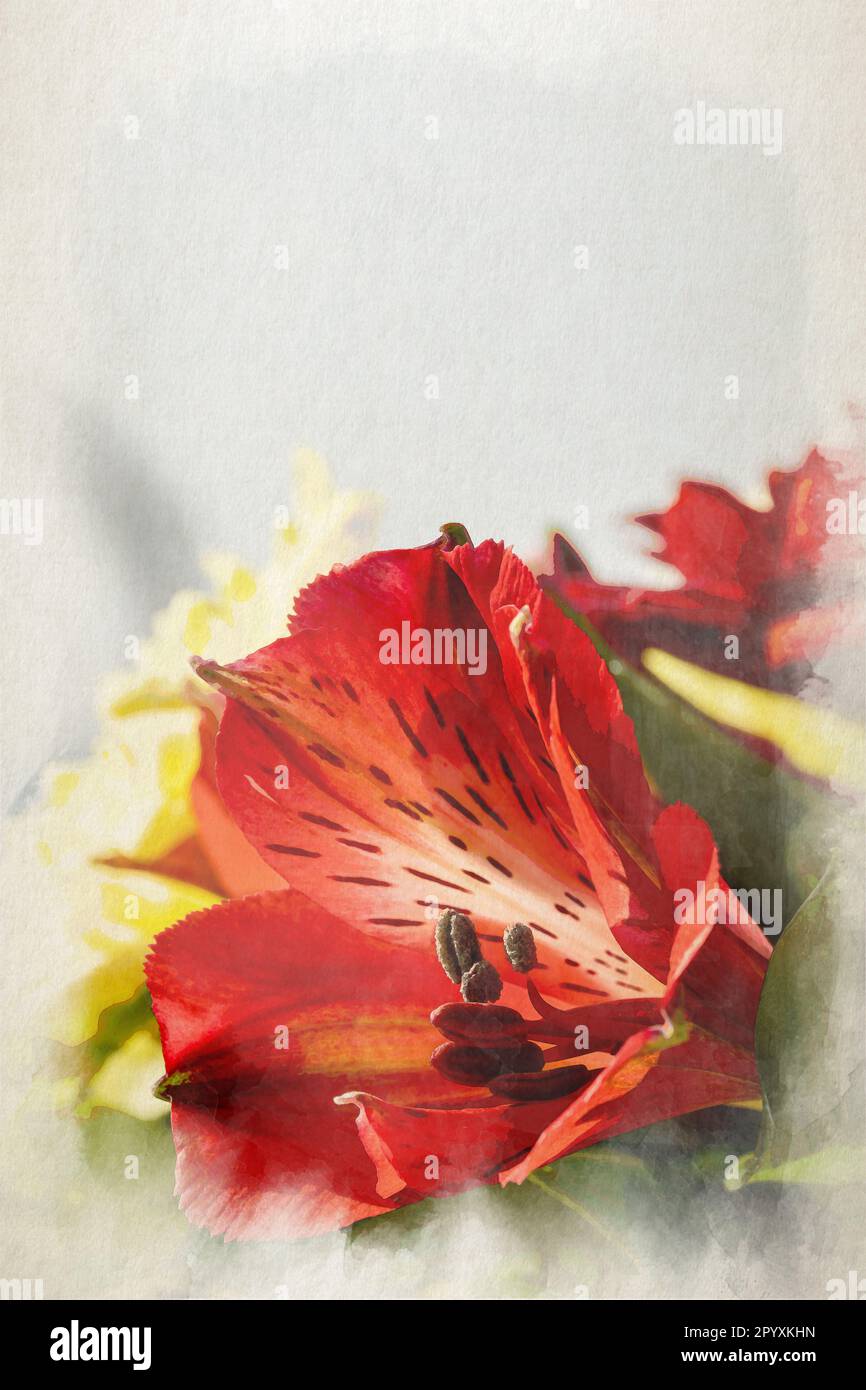 Inca lily hi-res stock photography and images - Alamy