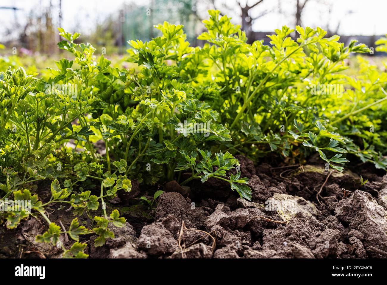 low view of green fresh parsley closeup at vegetable garden in spring ...