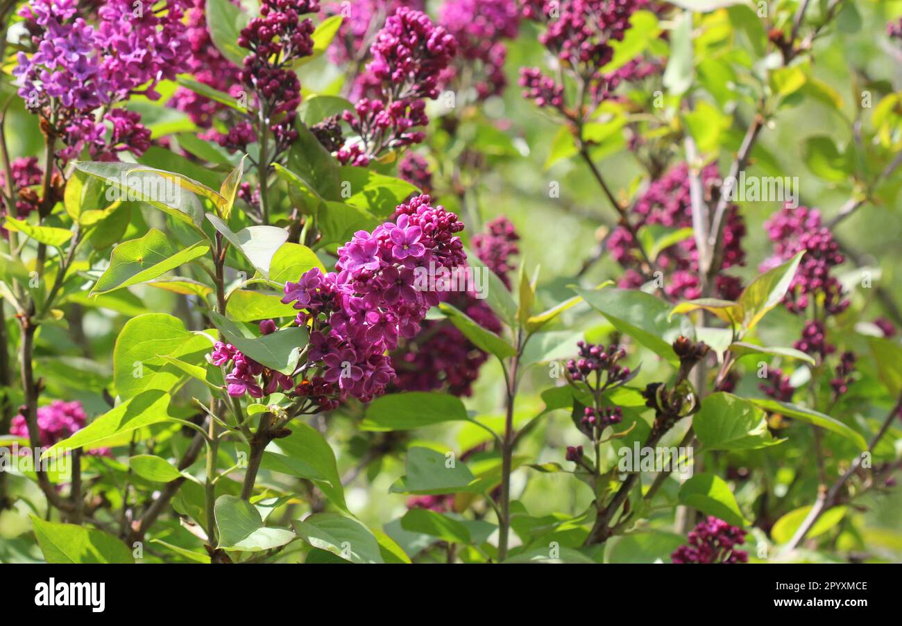 Deep purple flowers of the Lilac, Syringa Stock Photo - Alamy