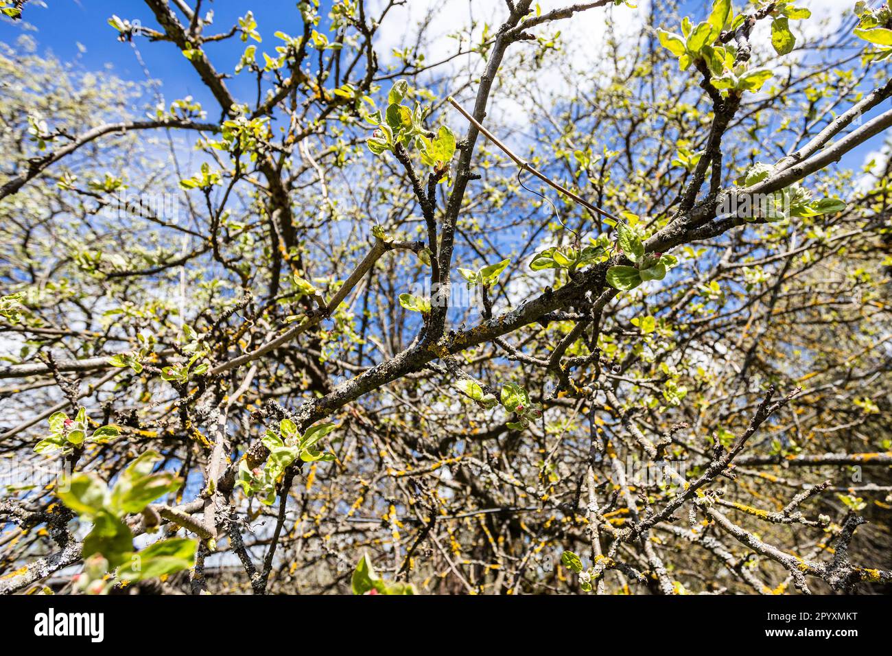 tangled branches of old apple tree with buds and young green leaves on ...