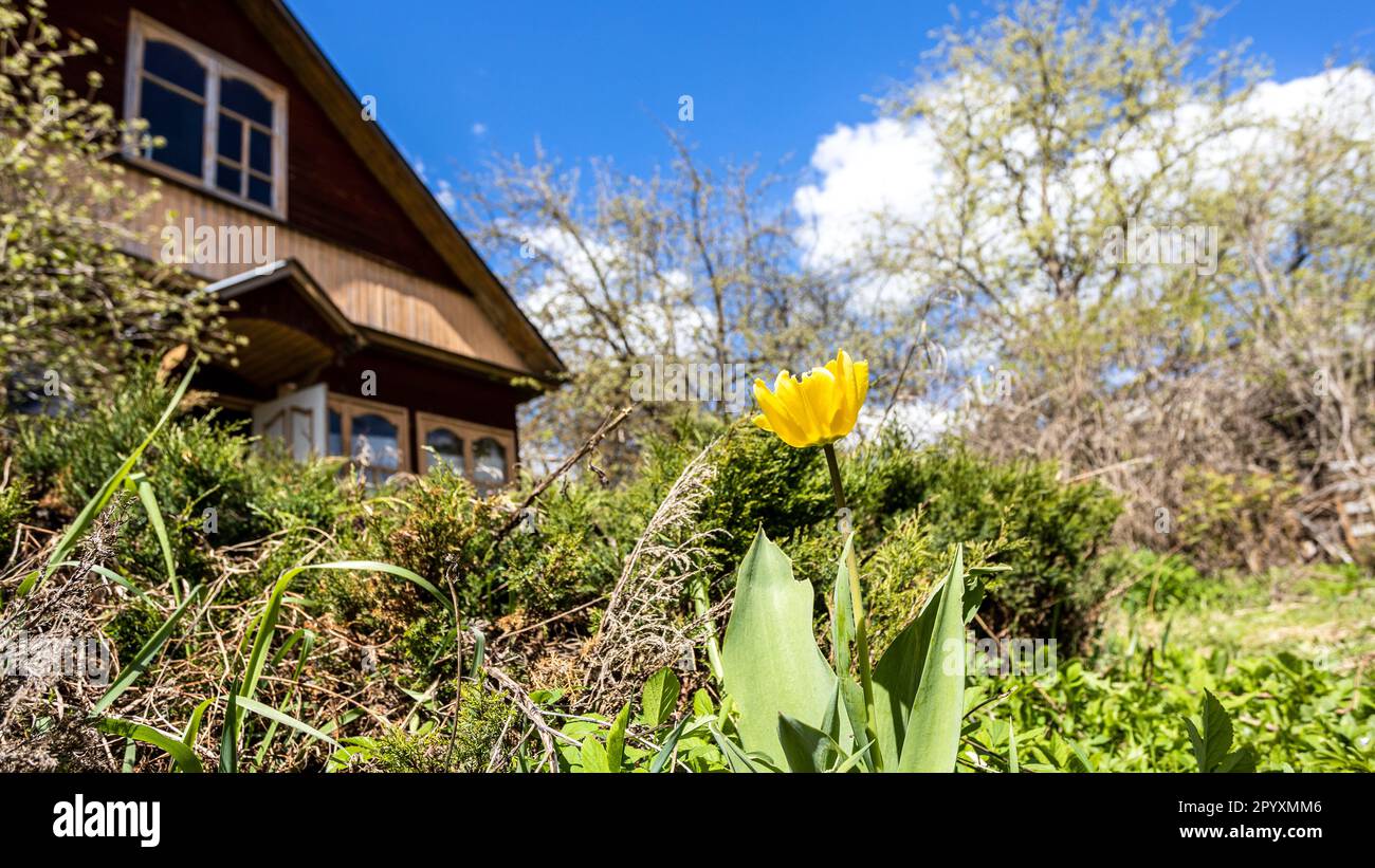 yellow tulip flower in overgrown backyard of village house on sunny ...