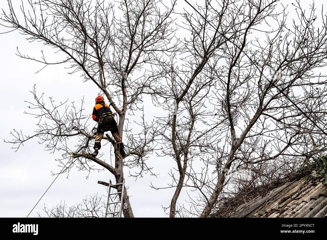 arborist dismantling old walnut tree at backyard on overcast spring day Stock Photo - Alamy