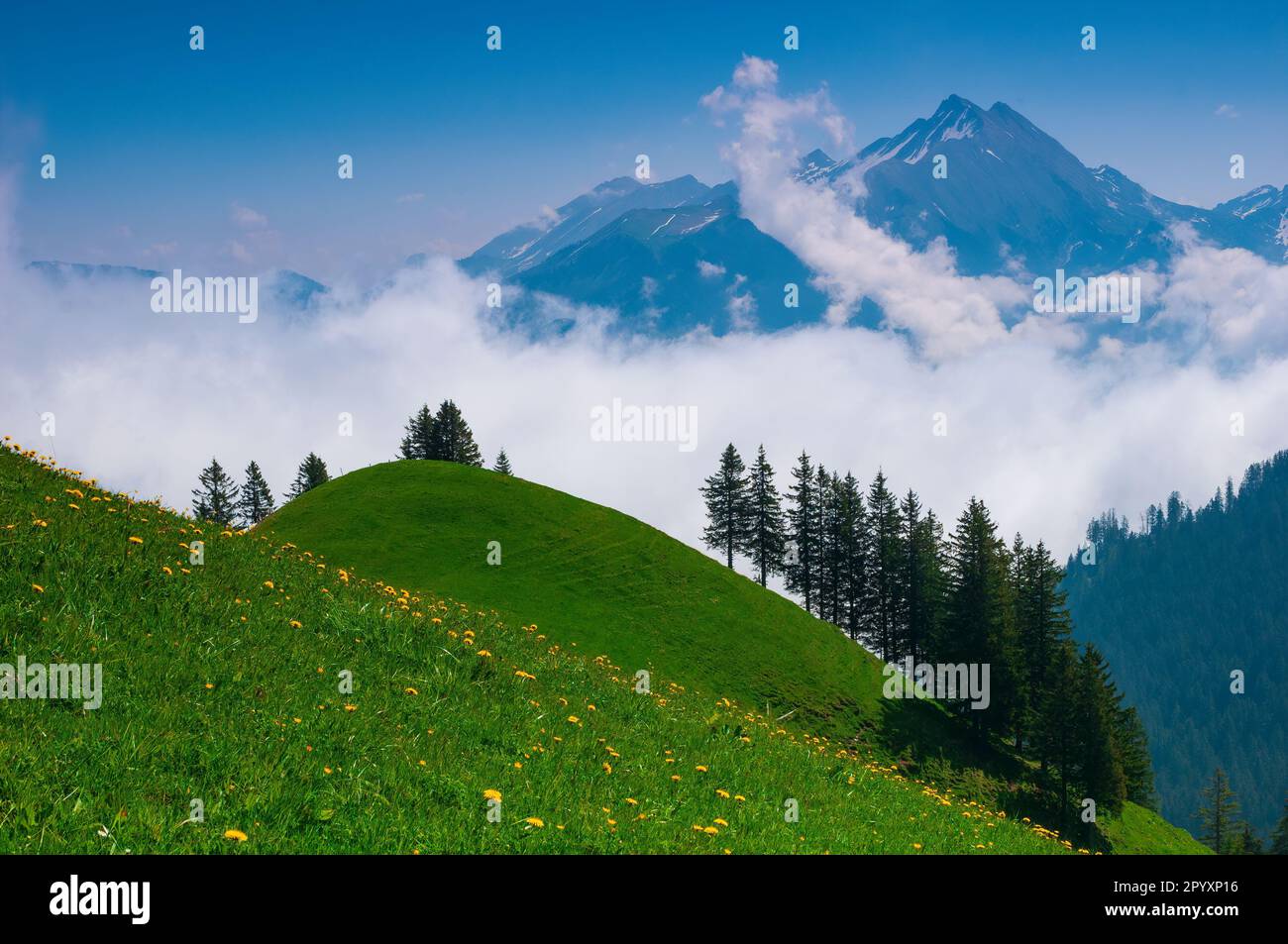 Green alpine meadows and mountain peaks in Swiss alps. Scenic nature of ...