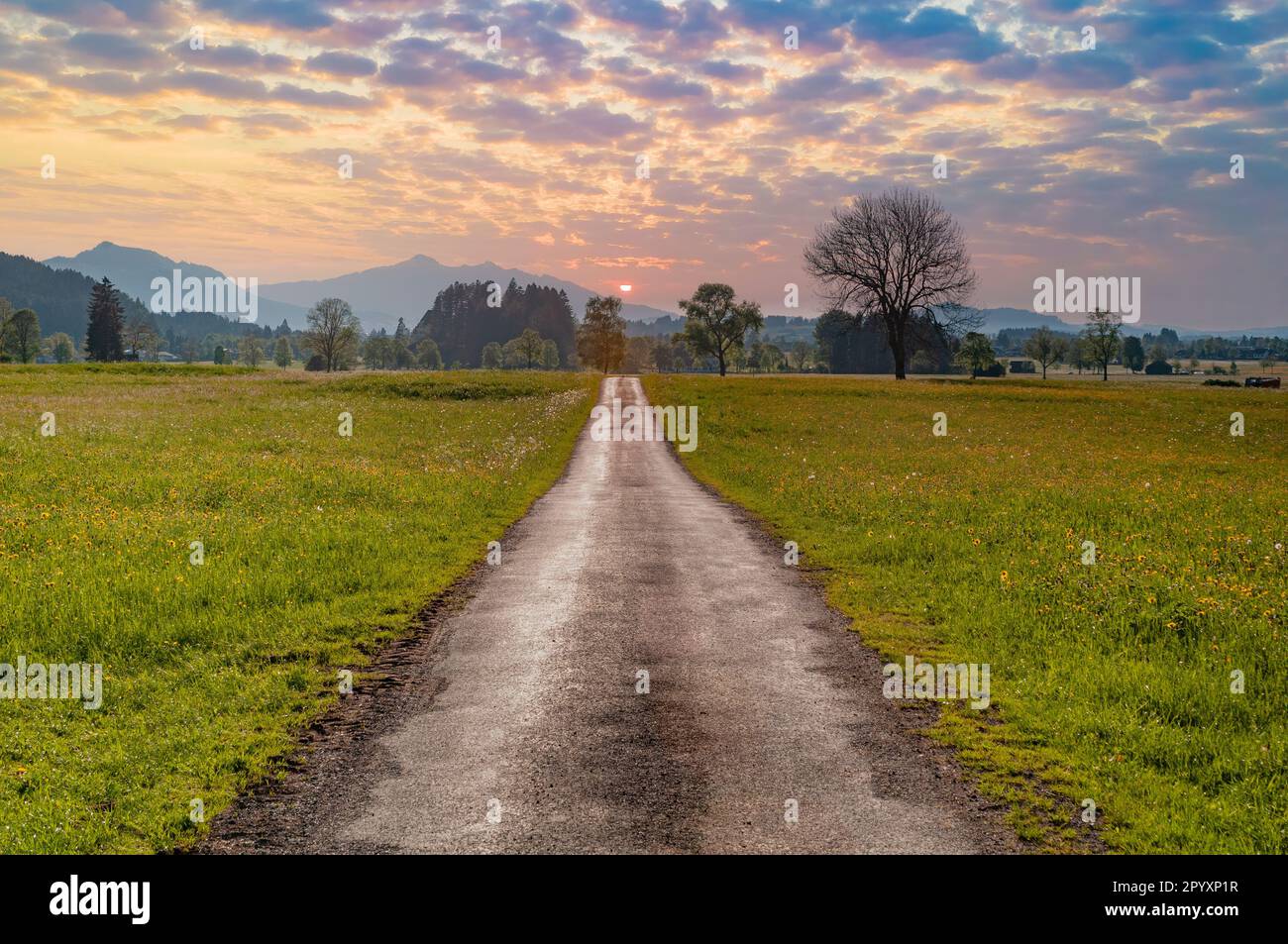 Beautiful alpine countryside road at the sunset. Straight asphalt road ...