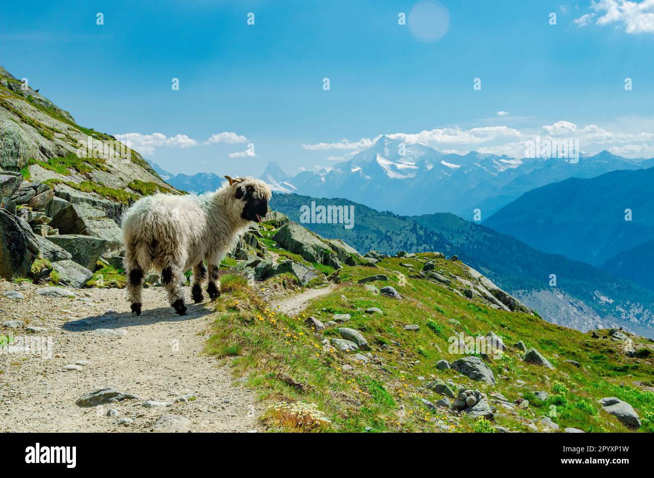 Cute welsh sheep on the high alpine pasture in Switzerland Stock Photo ...