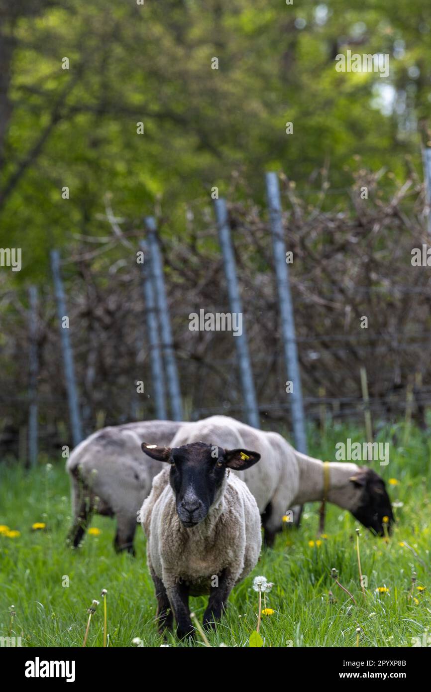 05 May 2023, Saxony, Nünchritz: Sheep stand among the vines of a ...