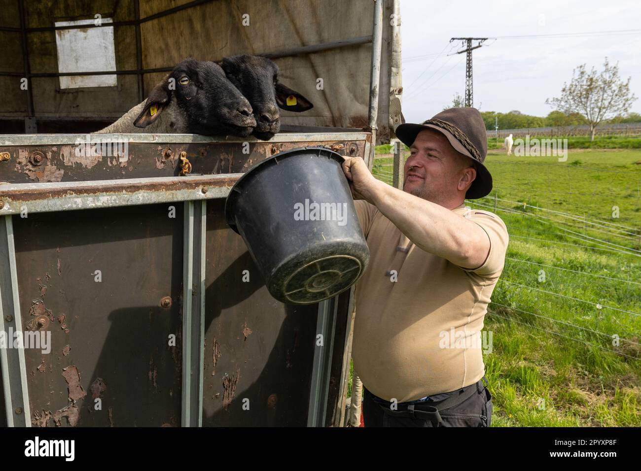 05 May 2023, Saxony, Nünchritz: Farmer Sebastian Hänsel feeds his sheep ...