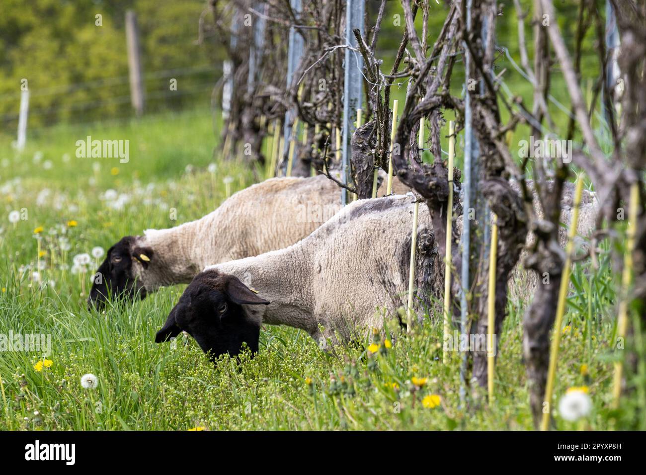 05 May 2023, Saxony, Nünchritz: Sheep graze next to the vines of a ...
