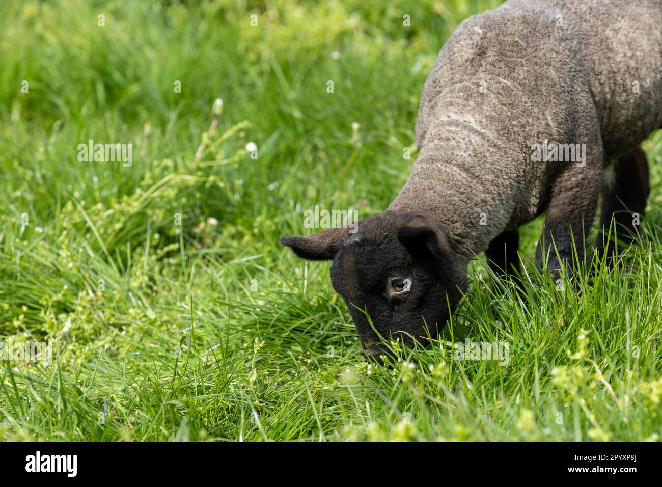 05 May 2023, Saxony, Nünchritz: A lamb grazes next to the vines of a ...