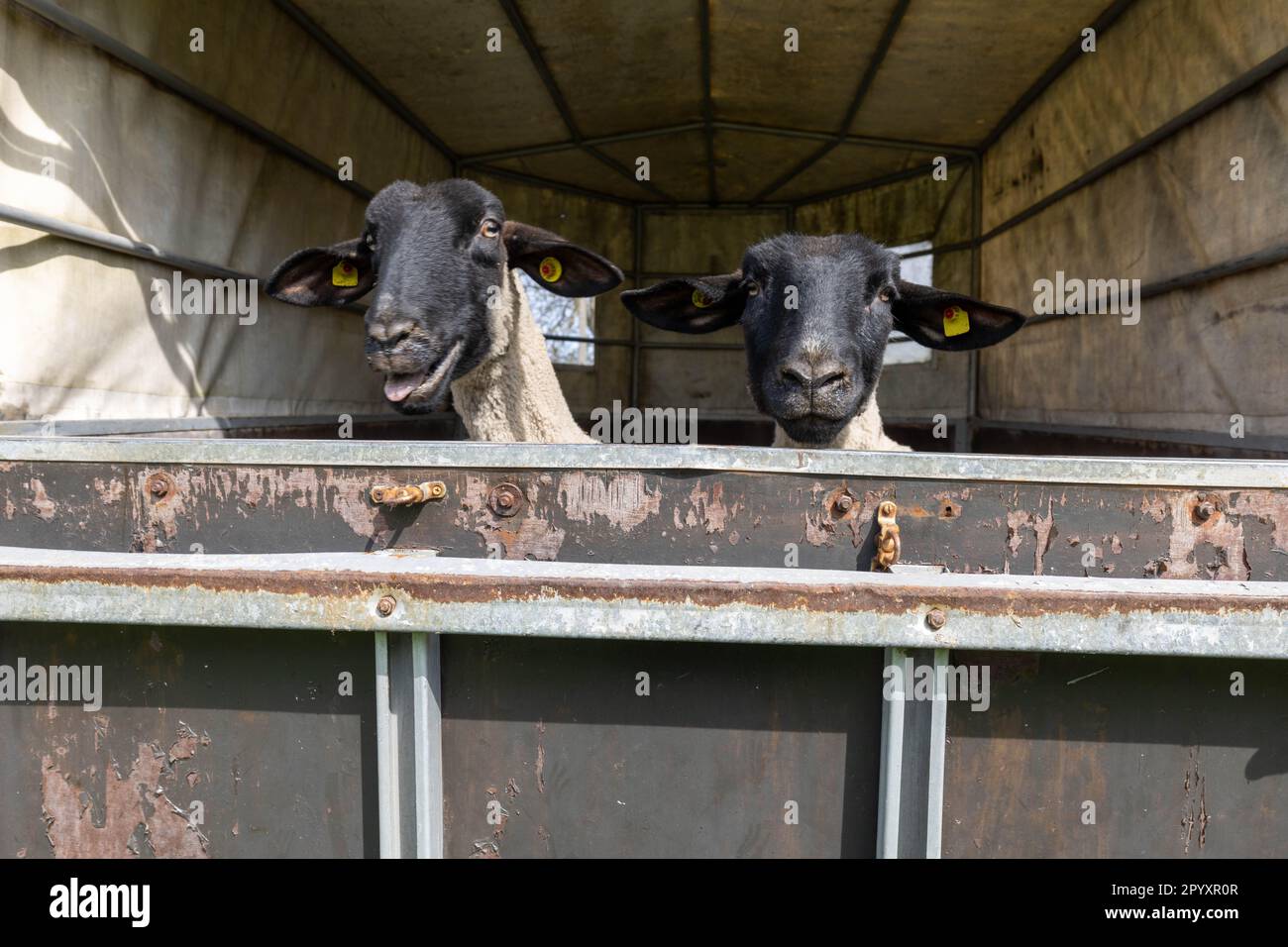 05 May 2023, Saxony, Nünchritz: Two sheep stand in the hanger before ...