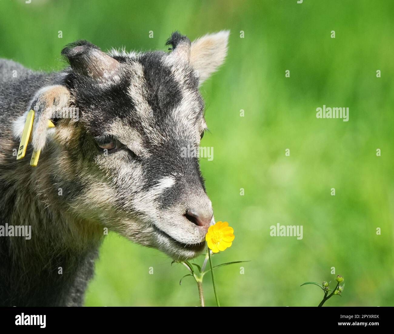 Berlin, Germany. 05th May, 2023. A lamb smells a flower before eating ...