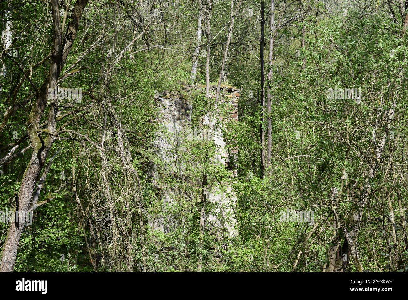 Monastery Ruin in the Forest Stock Photo - Alamy