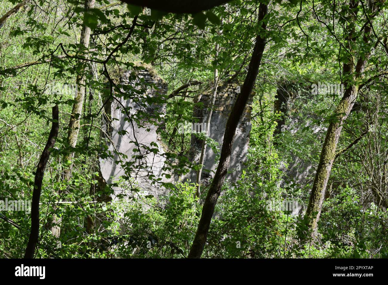 Monastery Ruin in the Forest Stock Photo - Alamy