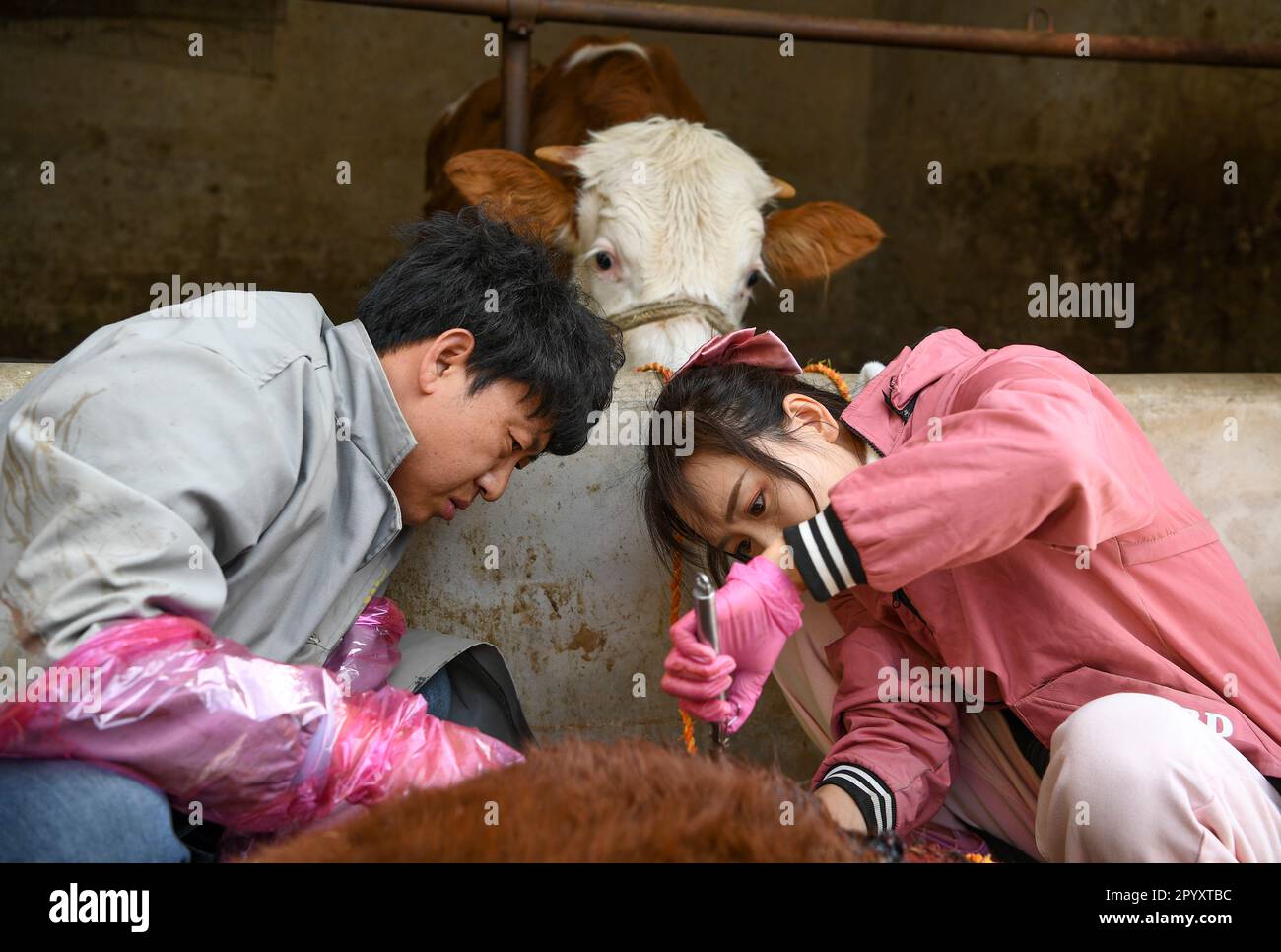 (230505) -- YINCHUAN, May 5, 2023 (Xinhua) -- Veterinarian Bai Hua ...