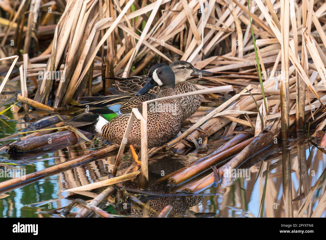 A Blue-winged Teal duck couple share a perch on fallen reed stalks ...