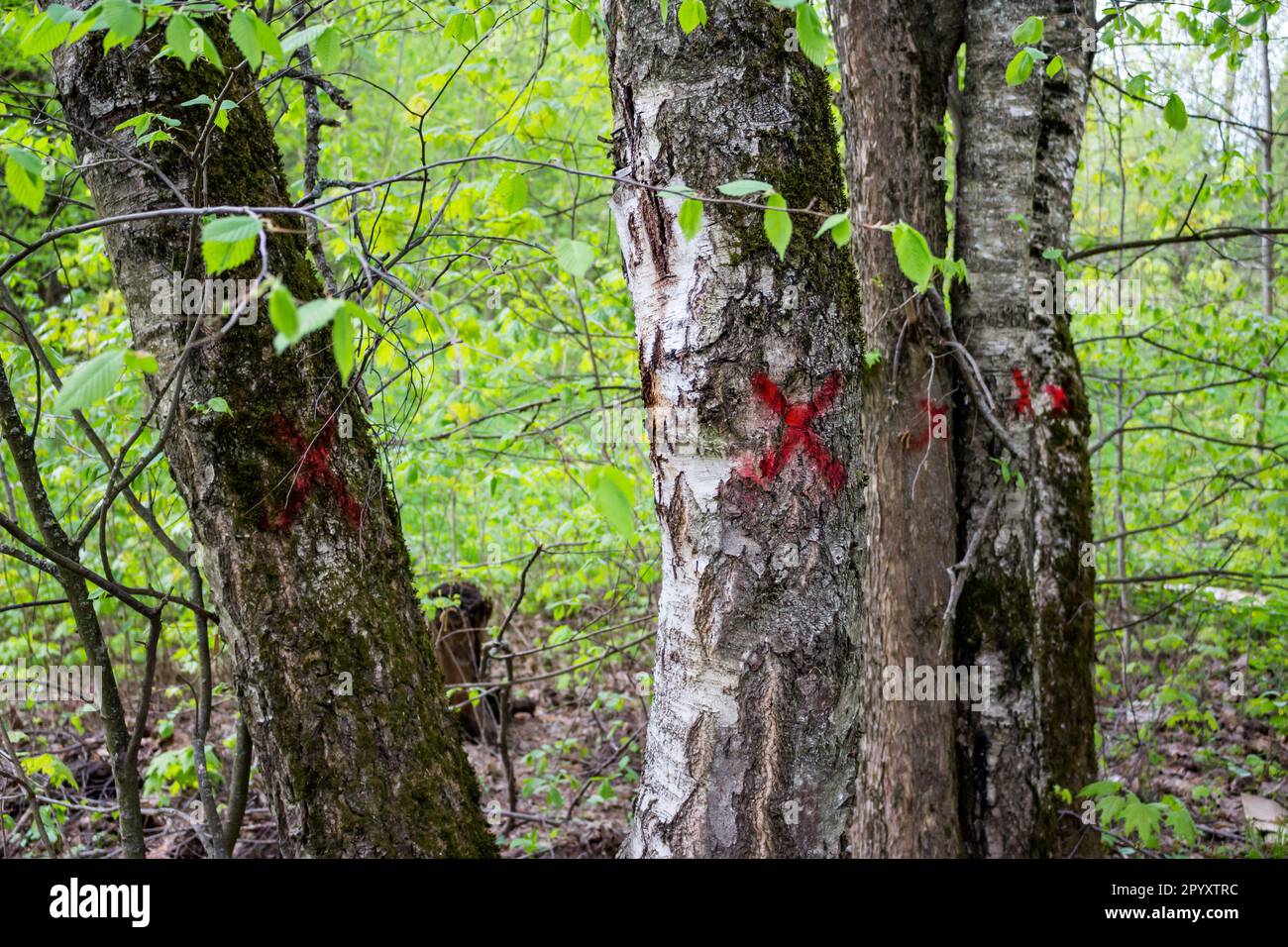 Trees marked for felling with red crosses Stock Photo - Alamy