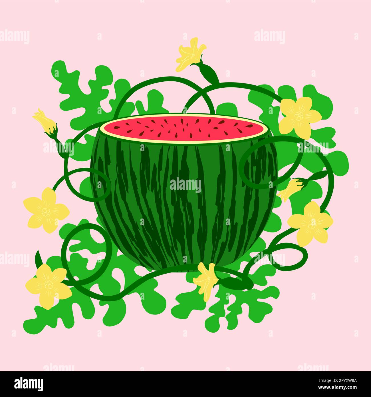 watermelon in flowers on leaves. A red watermelon plant isolated on ...