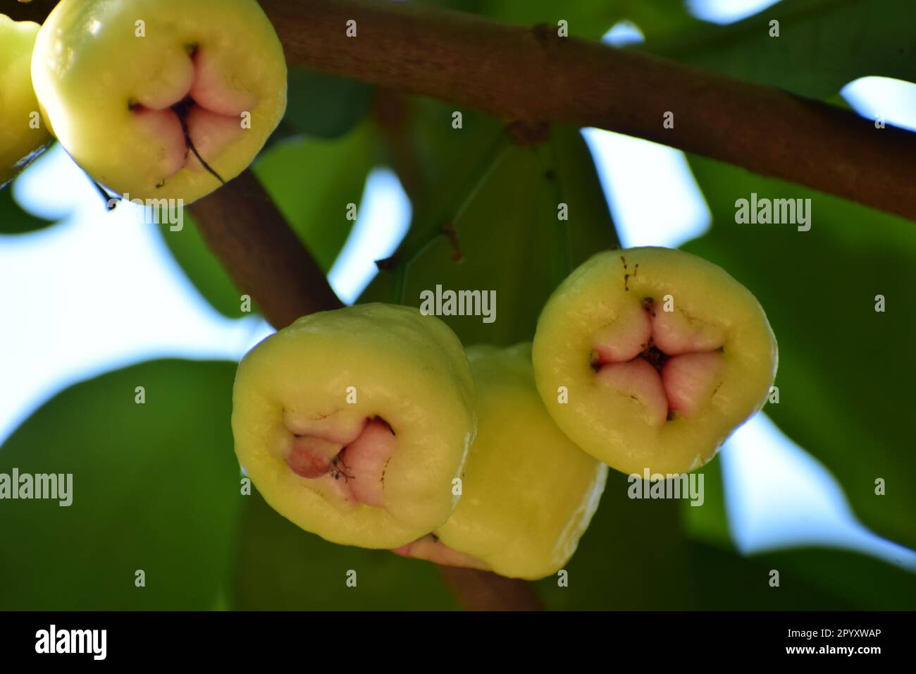 Jamaican apple hi-res stock photography and images - Alamy