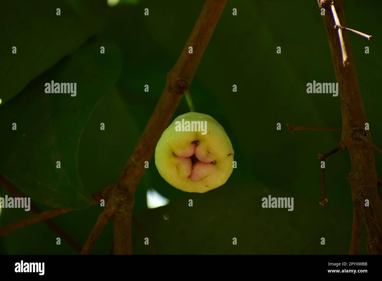 Jamaican apple hi-res stock photography and images - Alamy