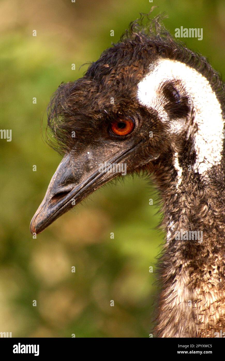 A close up shot of a portrait of an emu Stock Photo - Alamy
