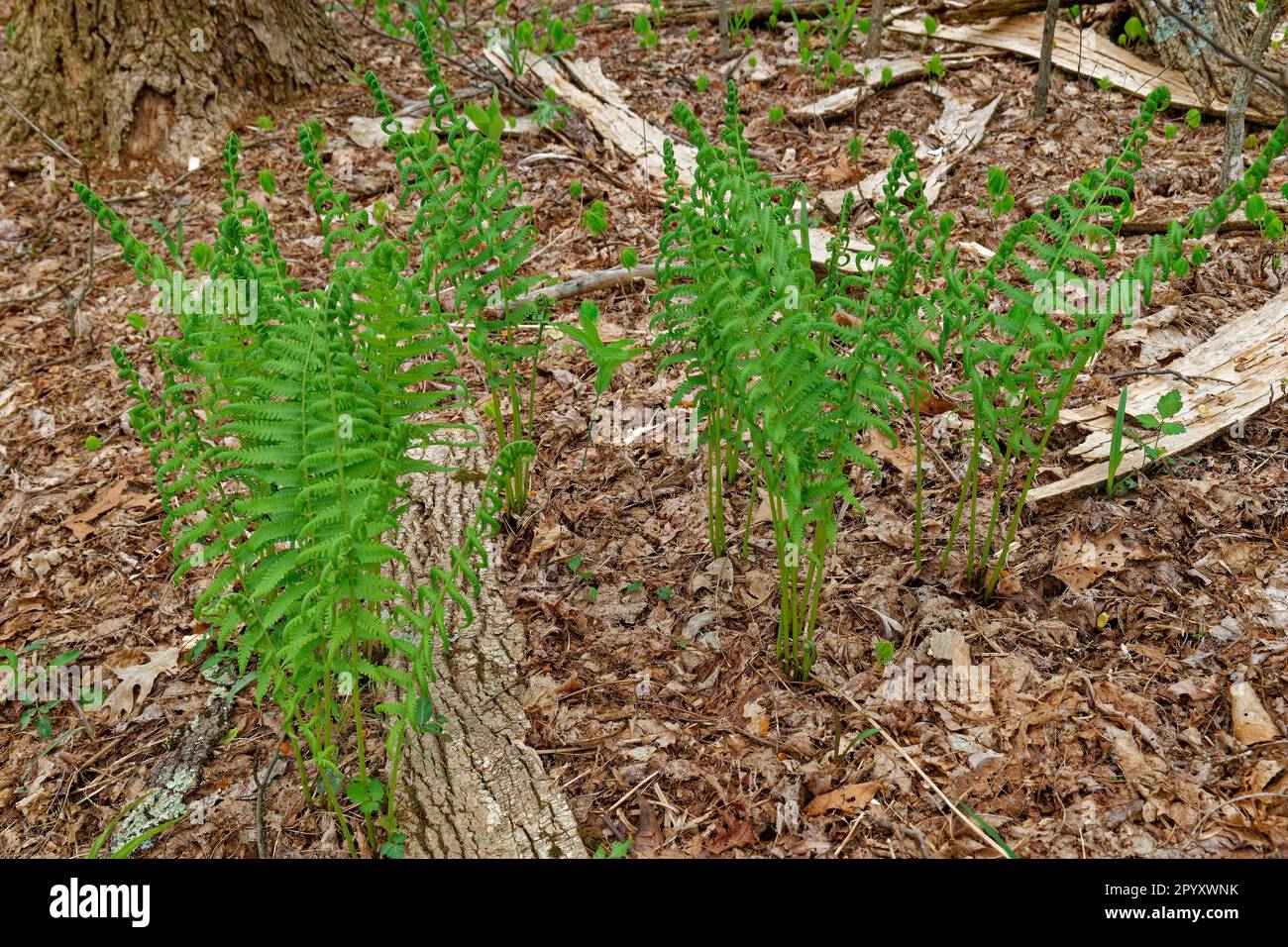 Ferns growing on forest floor hi-res stock photography and images - Alamy