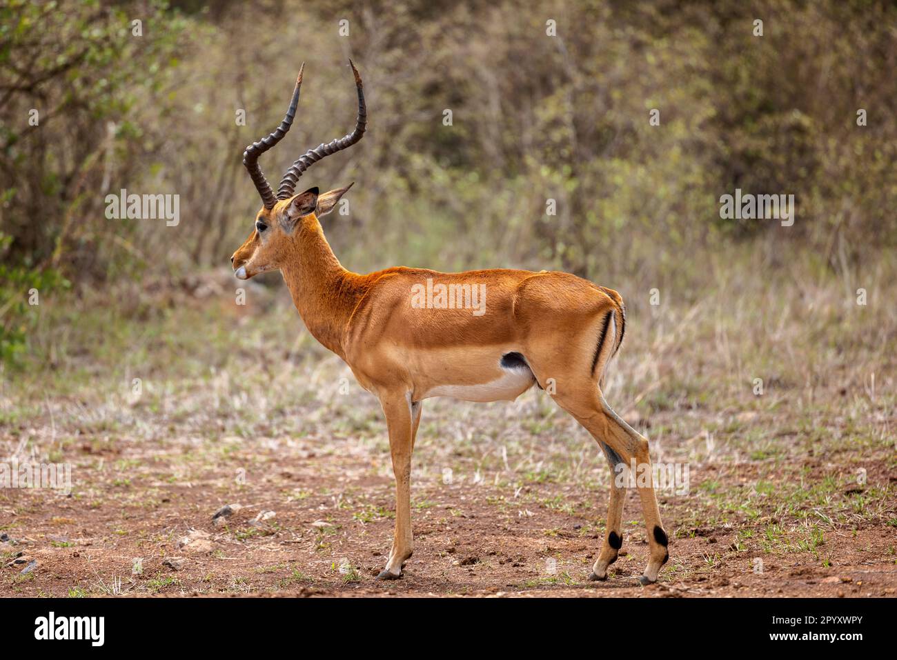 A majestic antelope with impressive horns stands on a dry, dusty ...