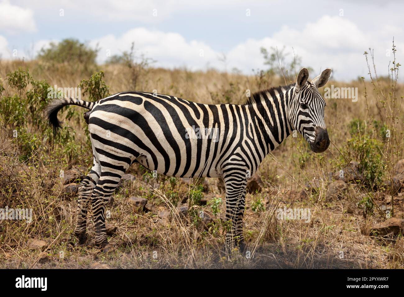 A solitary zebra stands in a sun-drenched savanna, its stripes standing ...