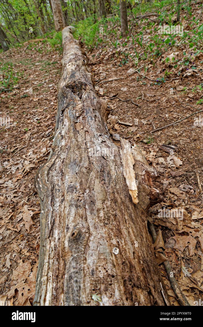 A dead rotted large tree fallen intact with no bark laying on the ...
