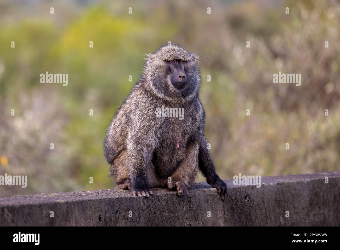 A monkey perched atop a stone ledge in a grassy field, looking out into ...